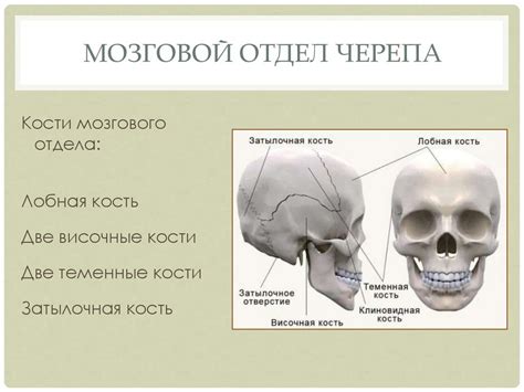 Скелет человека Строение скелета Значение скелета Online Presentation