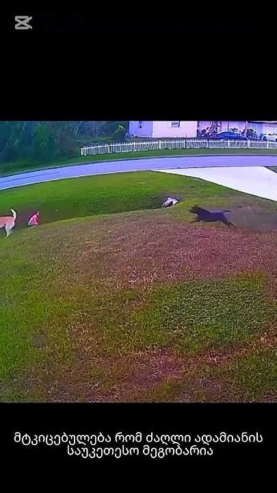 ძაღლი ადამიანის მეგობარია Youtube