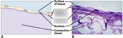 Simple Squamous Epithelium Diagram Quizlet Simple Squamous Epithelium Diagram Quizlet