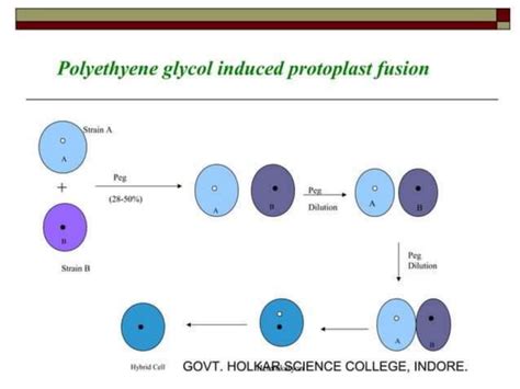 Protoplast Culture Pptx