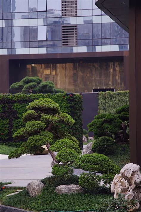 造型松02 花瓣网