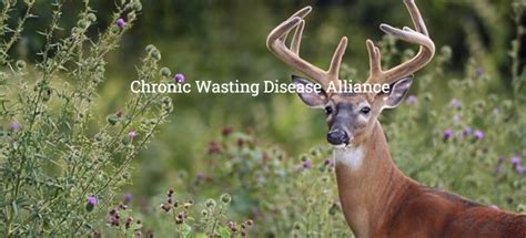Chronic Wasting Disease Wafwa