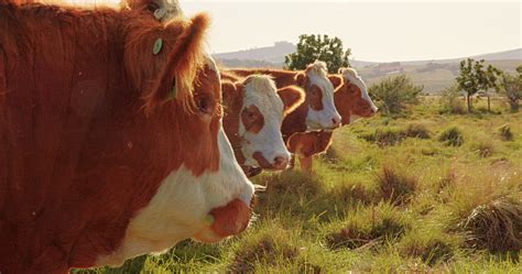 단백질 생산 농업 및 생태학을 위한 들판 시골 및 낙농장의 소 농업 및 소 지속 가능성 자연 및 쇠고기 육류 및 우유 산업을
