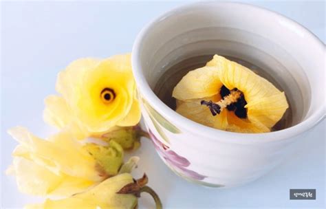 금화규의 모든 것과 금화규의 효능에 대하여 네이버 블로그