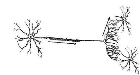 Topological Event Grouping And Partitioning Of Axonal Delays Synaptic