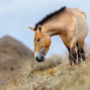 Przewalskis Horse Facts Diet Habitat And Pictures On Animaliabio