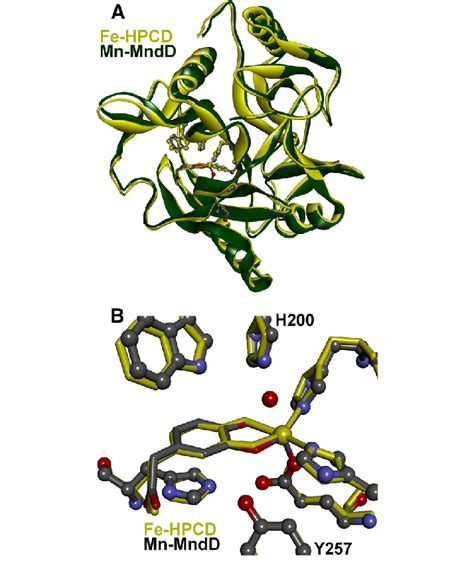 Overlays Of The Crystal Structures Of The Enzyme Substrate Complexes