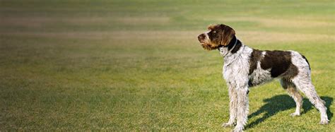 What Breed Is A Poodle Pointer What Breed Is A Poodle Pointer