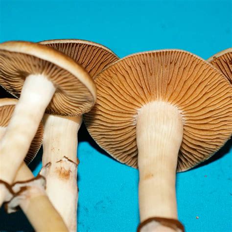 Colombian Rust Spore