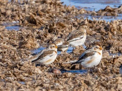 February Bird Sightings And Marine Wash Outs At Saltfleetby Theddlethorpe Nnr Dynamic Dunescapes