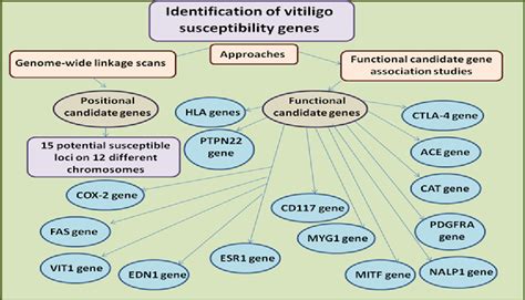 Figure 1 From Update On The Genetics Characterization Of Vitiligo