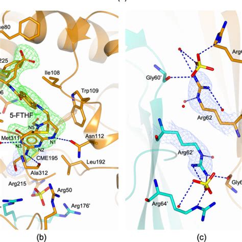 Kinetic Characterization Of His 6 Tag Human Thymidylate Synthase Download Scientific Diagram