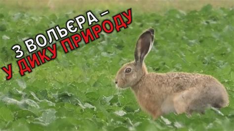 ВРЯТУВАТИ види які зникають Лісівники переселяють тварин з вольєрів у дику природу Youtube