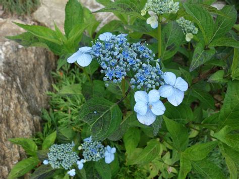 다양한 색상의 수국 토질에 따라 다른 매력을 가진 식물