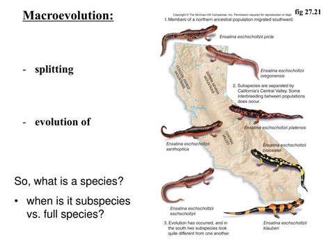 Ppt Macroevolution Speciation Tuesday 11513 Powerpoint