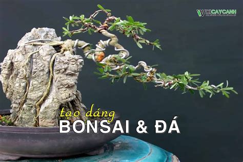 Sanh Bonsai Mini Ôm Đá Cách Chăm Sóc Trồng Cây Chuẩn