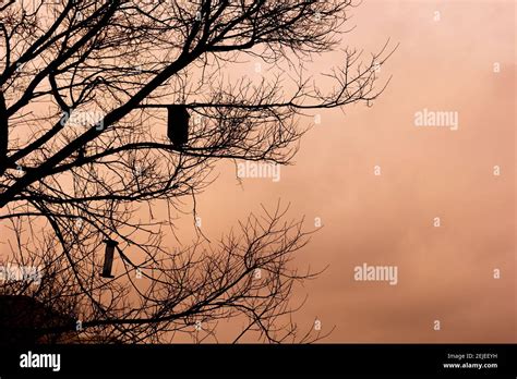 Bird Feeders Tree Hi Res Stock Photography And Images Alamy