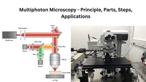 Inverted Microscope Principle Procedure Parts Uses Biology Notes