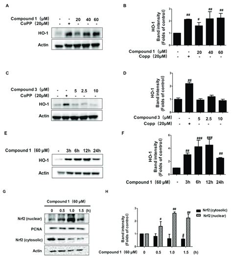 Effects Of Compounds 1 And 3 On Heme Oxygenase Ho 1 Expression And Download Scientific