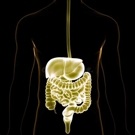 Human Internal Organs Complete Digestive System Anatomy Stock