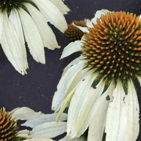 Stream Ghosts Do Exist By Sightseer Listen Online For Free On Soundcloud