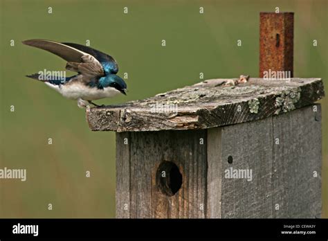 A Tree Swallow Landing Safely At Its Nest Stock Photo Alamy