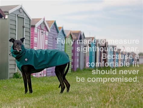 Setters Home Uk Ney This Amazing Looking Setter Is The Son Of Dana And Brother Of Tina A