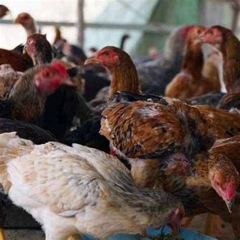 មាន់ស្រែ បន្លែធម្មជាតិកសិករ