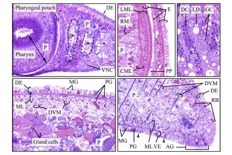 Pharynx Histology