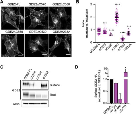Localization And Trafficking Of Gde2 And Its C Terminal Truncations A
