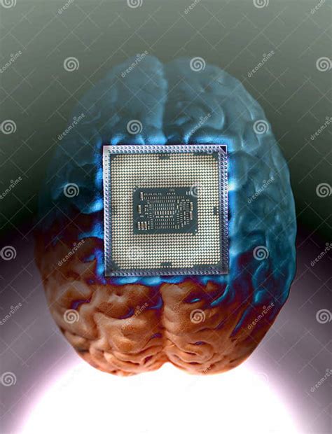 Human Brain Anatomical Model With Cpu Processor Microchip Stock Image