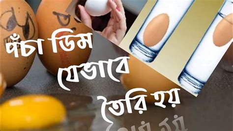 পচা ডিম যেভাবে বানানো হয় Youtube