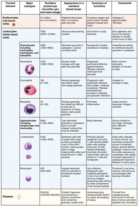 Erythrocytes Anatomy