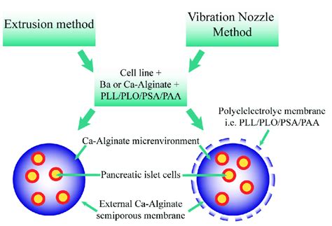 Microencapsulation Techniques Demonstration Of The Extrusion Of Viable Download Scientific