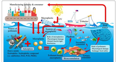 An Illustration Of The Pathways Of Microplastic And Its