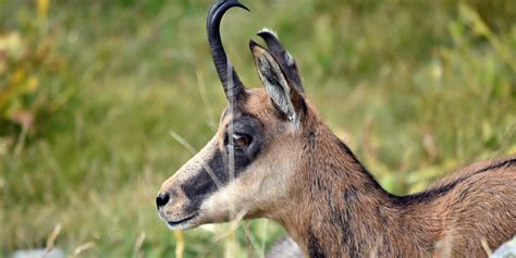 Chamois De Laubrac Aux Gorges Du Tarn