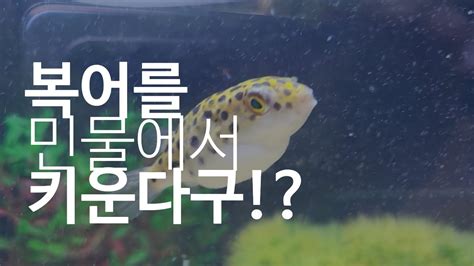바다복어 민물어항 키우기♡반려물고기 Youtube