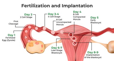 Ovum Fertilization Process Pathway Of An Egg Ovulation Implantation