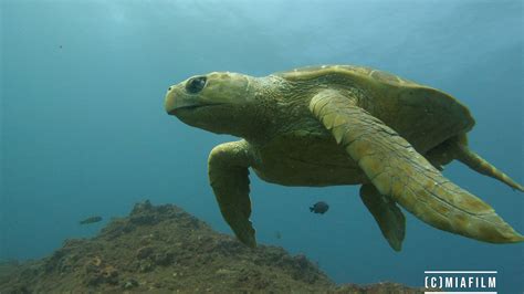 Did You Know That The Loggerhead Turtle Is The Worlds Largest Large