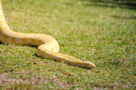 Yellow Burmese Python Premium Photos Pictures And Images By Istock