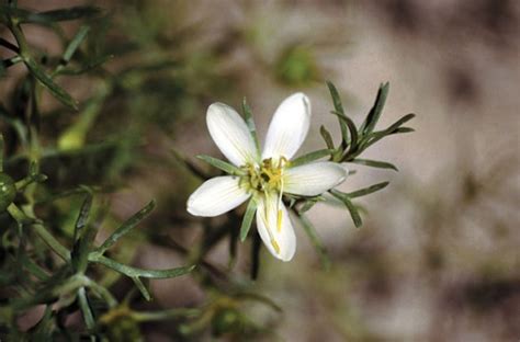 Harmine Future Diabetes Drug Class Mpr