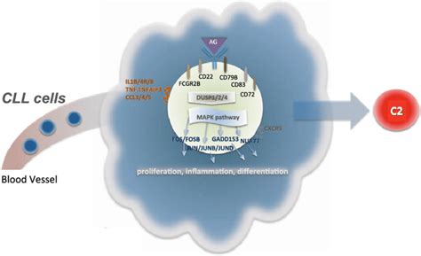 Interaction Of Cll Cells And The Lymph Node Microenvironment