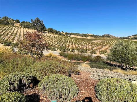 9 Best Wineries In Paso Robles California To Try On A Weekend Getaway