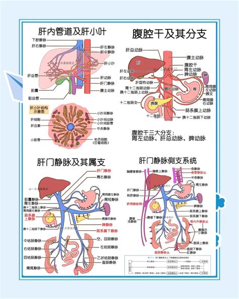 肝脏血管系统解析