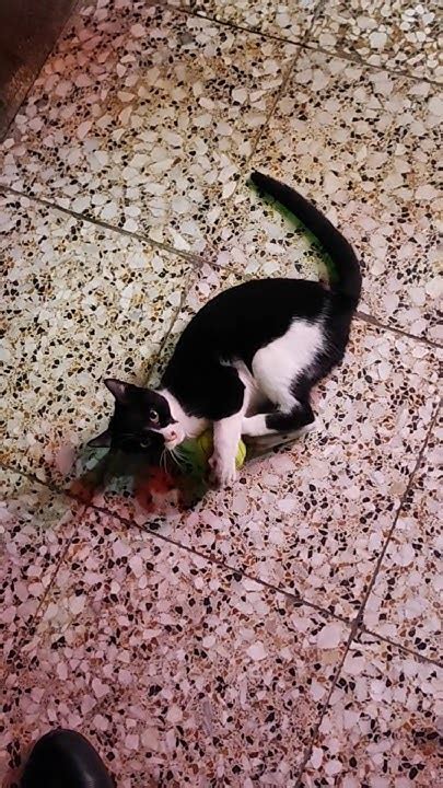 نژاد تاکسیدو واقعا جز باهوشترین نژاد گربه هاس،🐱🐱😍 Youtube