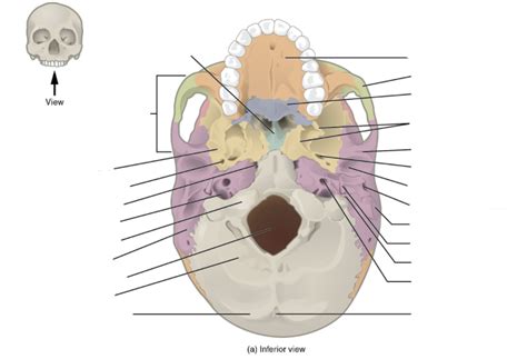 lab exercise 8 inferior view base of skull diagram quizlet