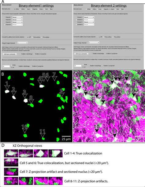 Example Of Usage 1 Visualizing Colocalization Between Two Neuronal Download Scientific Diagram