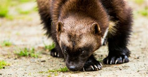 Wolverine Spotted In California Is Only The Second In A Century