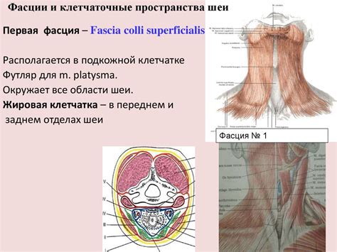 Топографическая анатомия области шеи начало границы деление на треугольники фасции и
