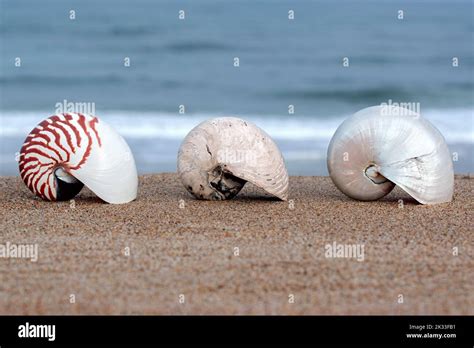 Living Fossil A Cymatoceras Ammonite Excavated From Cretaceous Level Strata Pictured Here